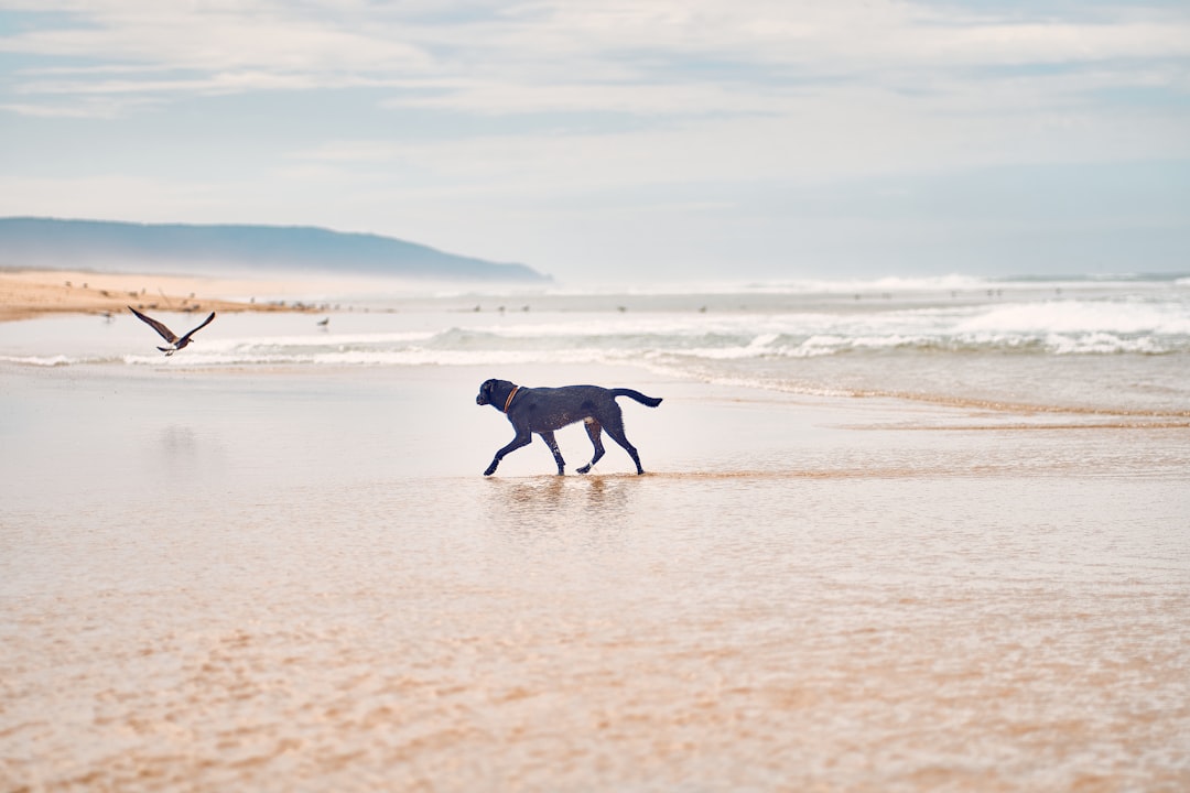 Interpretación del sueño de perseguir a un ex amante: ¿nostalgia, deseo ...